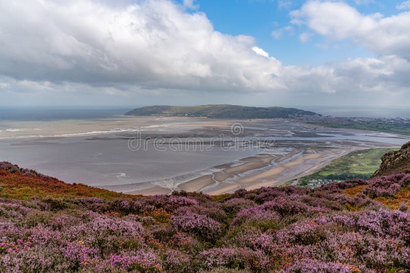 Views Around Conwy Mountain with the Heather Out Stock Image - Image of ...