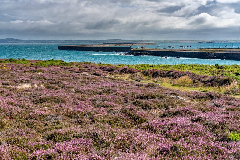 Views Around Holyhead Breakwater Park with the Heather Stock Photo ...
