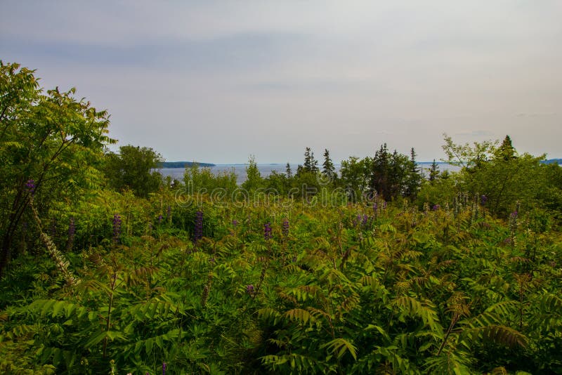 Views at Castine, Maine in Summer Stock Image - Image of town, castine ...