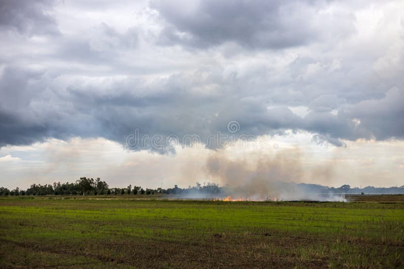 Views of Dense Smoke Drifting from the Burning of Rice Stubble in Rice ...
