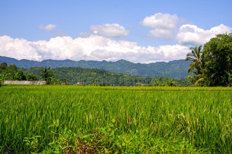 Views of Green Rice Fields and the Natural Mountains Stock Photo ...