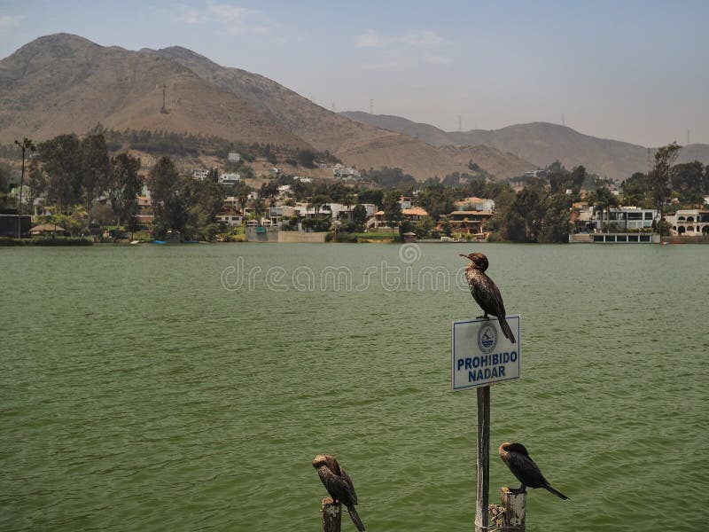 Views of La Molina Lagoon in Lima, Peru Stock Image - Image of nature ...