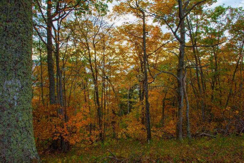 Autumn Colors at of Lake Michigan, Michigan Stock Photo - Image of ...