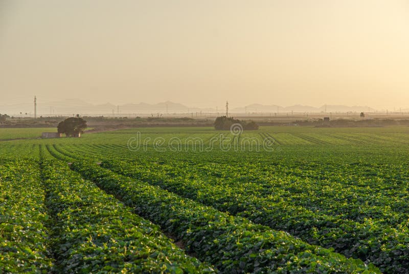 Views of a Large Vegetable Field Stock Photo - Image of ecology ...