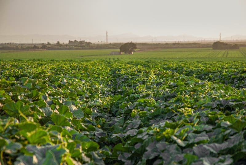 Views of a Large Vegetable Field Stock Photo - Image of grain, light ...