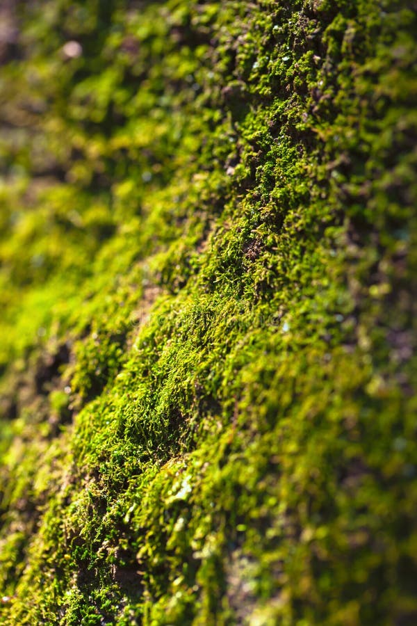 Views of the moss stock photo. Image of harmony, leaves - 39705118