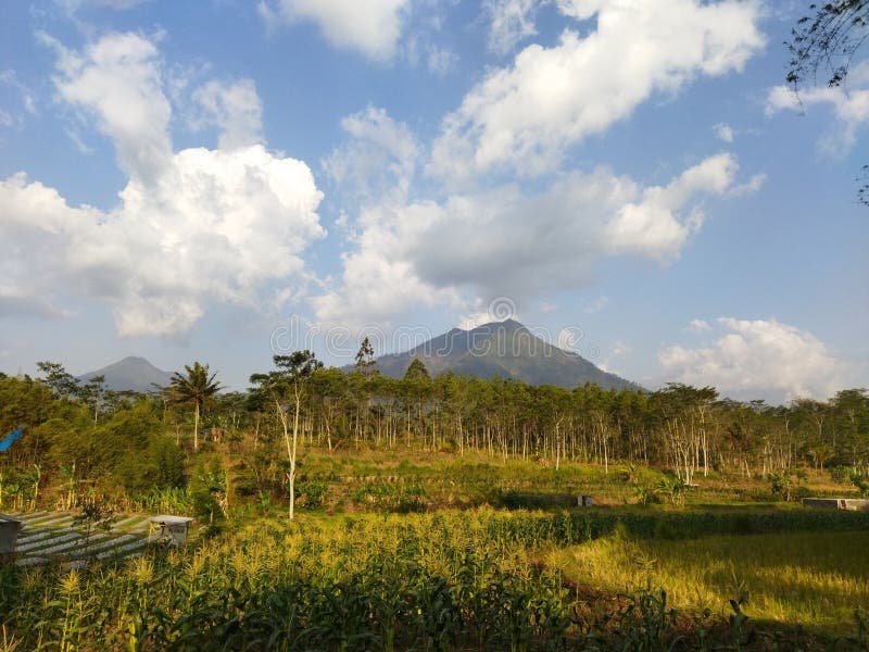 Views of Mount Andong and Rice Fields Stock Photo - Image of meadow ...