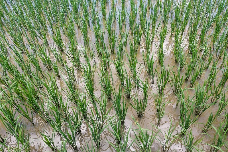 View of Rice Fields Neatly Lined Up Stock Photo - Image of horizontal ...