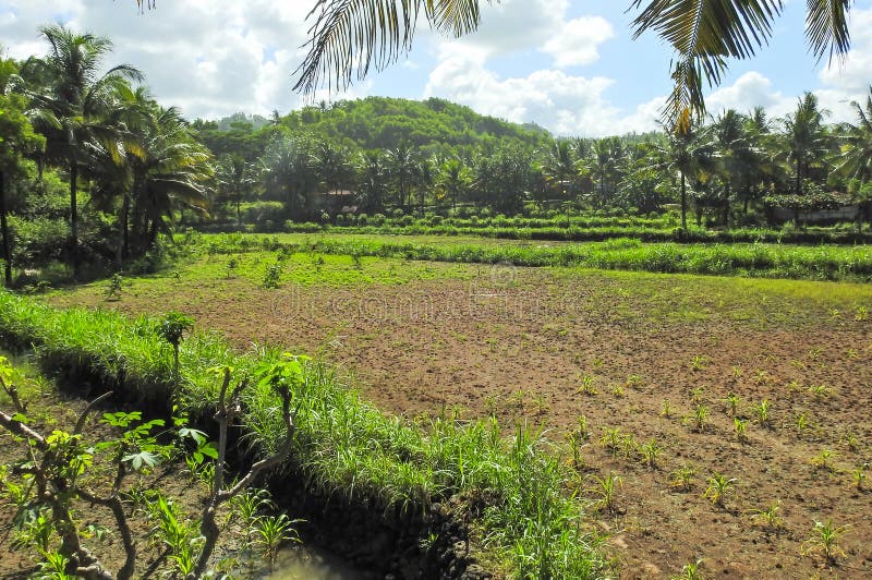 Rainfed Rice Fields Stock Photos - Free & Royalty-Free Stock Photos ...
