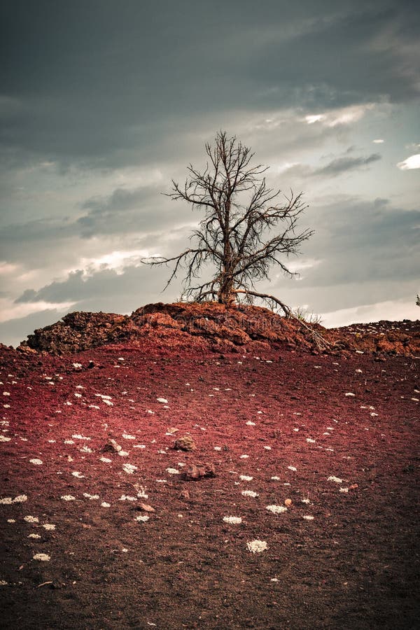 Views of Red Fields Covered with Lava and Trees on the Horizon Stock ...