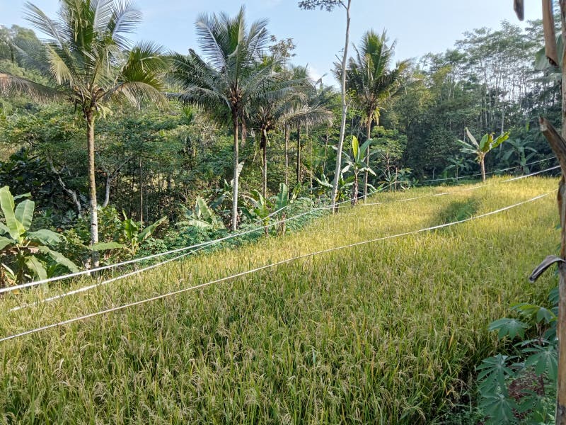 Views of Rice Fields in the Afternoon Sunny Weather Stock Photo - Image ...