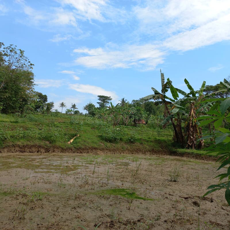 Views of Rice Fields with Beautiful Natural Surroundings Stock Image ...