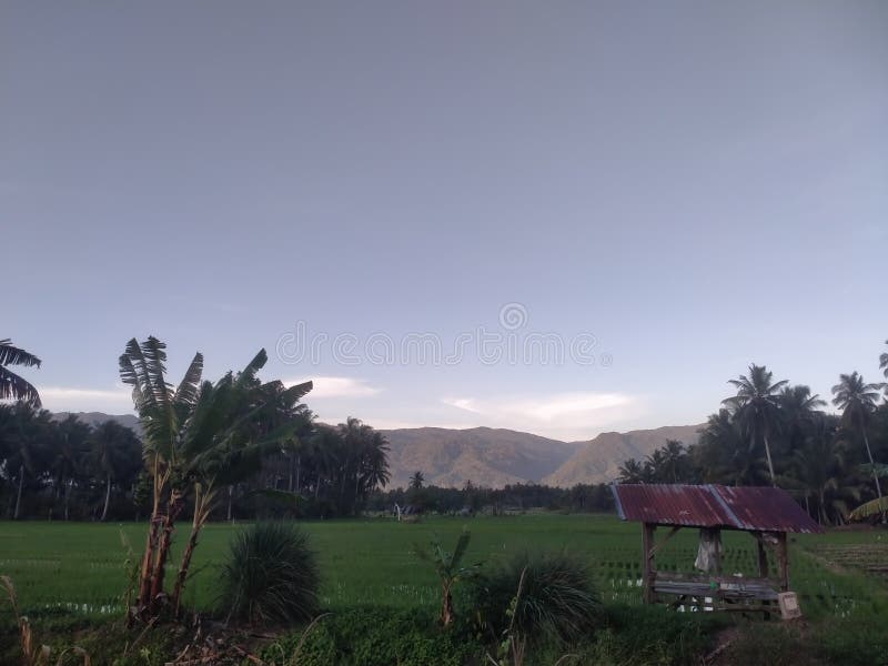Views of the Rice Fields and the Beauty of the Mountains Stock Image ...
