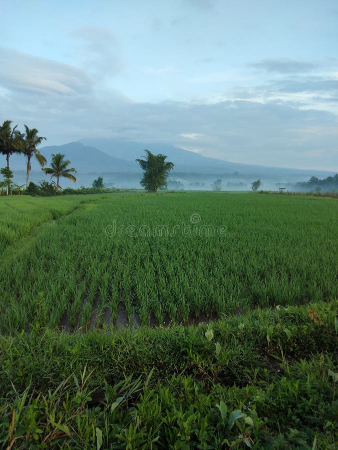 Views of Rice Fields with Mountains in the Background and Cool Air ...