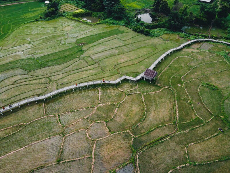 Views of Rice Fields, Rice Fields and Mountains Stock Image - Image of ...