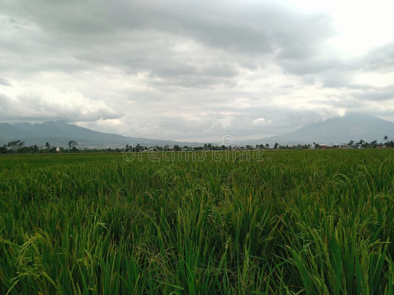 Views of Rice Fields, Mountains and the Sky Coverd with Clouds in the ...