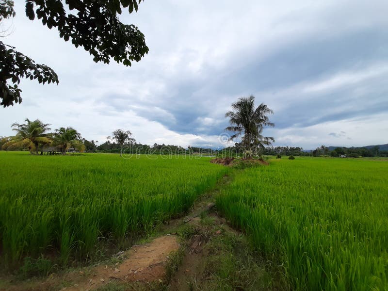 Views of rice fields stock photo. Image of crop, nature - 203451716