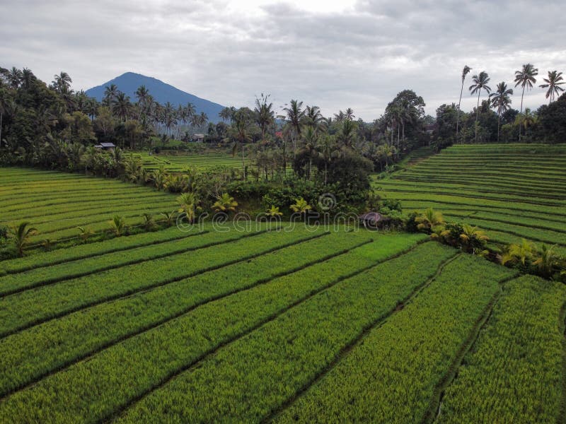 Views of Rice Terraces with a Charming Mountain Backdrop in Bali Stock ...