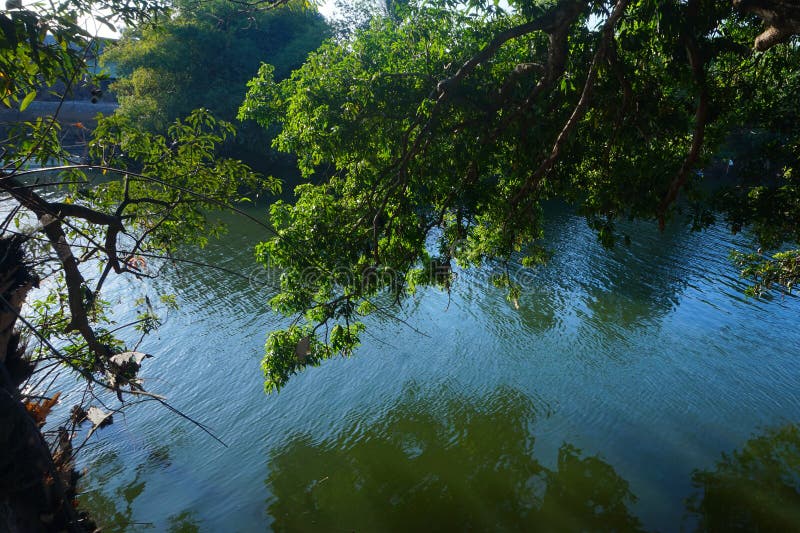 Views of the River and Shady Trees Stock Photo - Image of indonesia ...