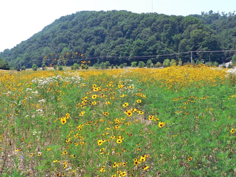 Views of Prairie Flowers in Southern Indiana in Summer Stock Photo ...