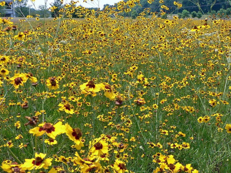Views of Prairie Flowers in Southern Indiana in Summer Stock Image ...