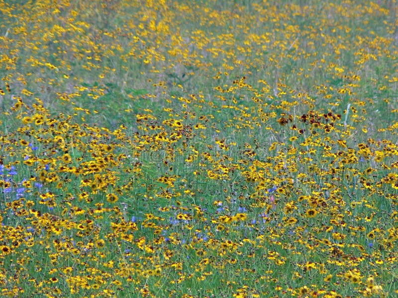 Views of Prairie Flowers in Southern Indiana in Summer Stock Photo ...