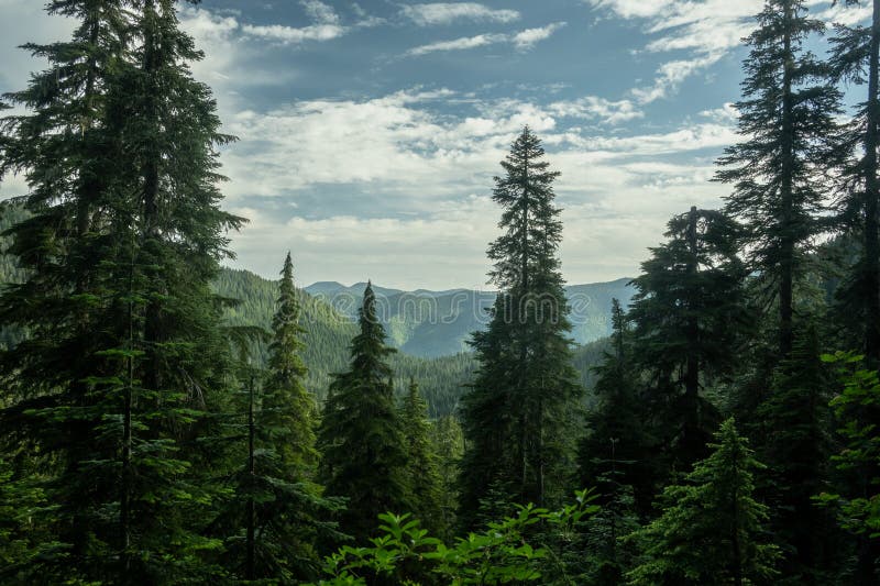 Views of Trees and Mountains in Olympic National Park Stock Image ...