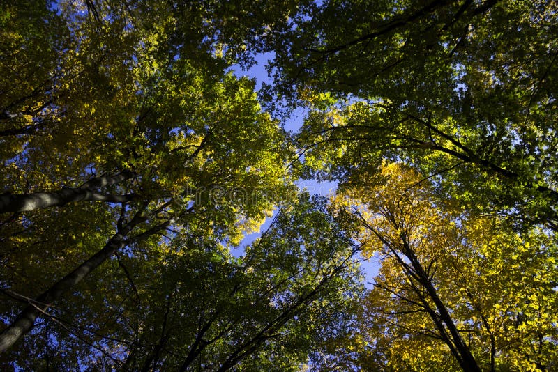 Views of Treetops from the Ground in the Fall, Yellow and Green Stock ...