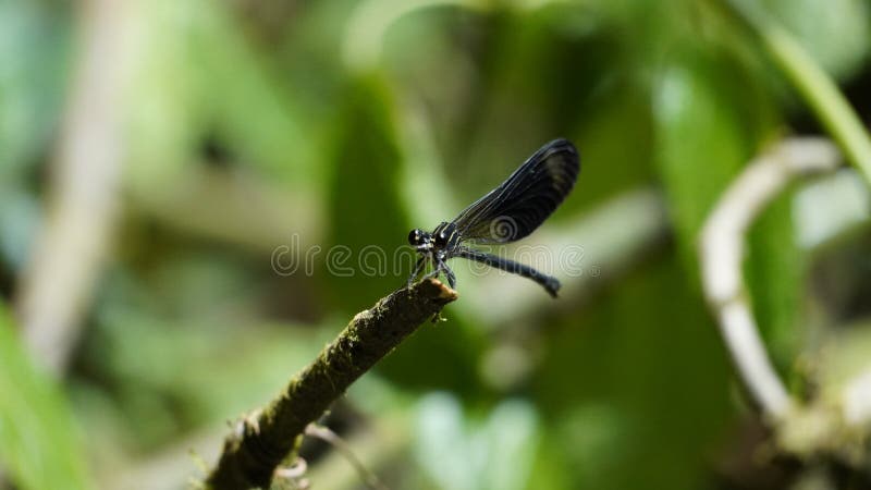 Dragonfly Cloud Forest Mindo Stock Photo - Image of flowing, stream ...