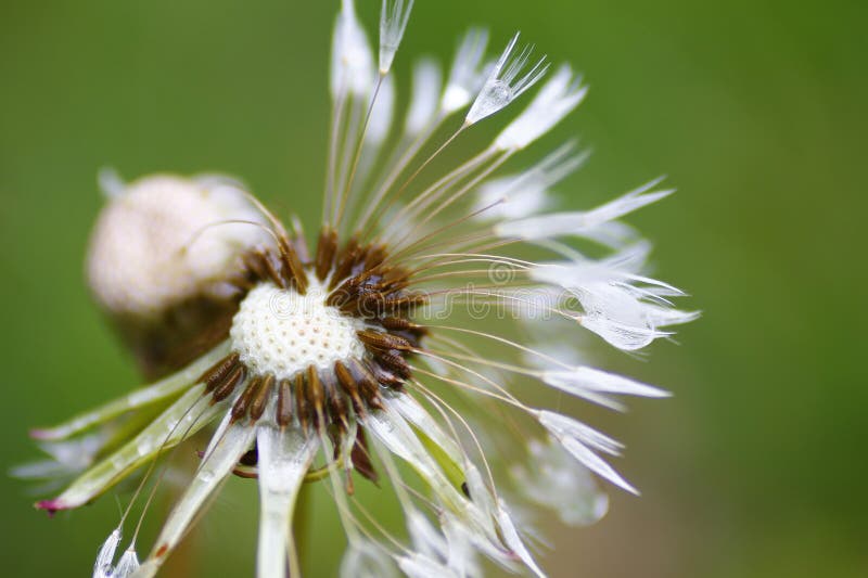 Upclose View of a Dandelion Head in Summer Stock Image - Image of view ...
