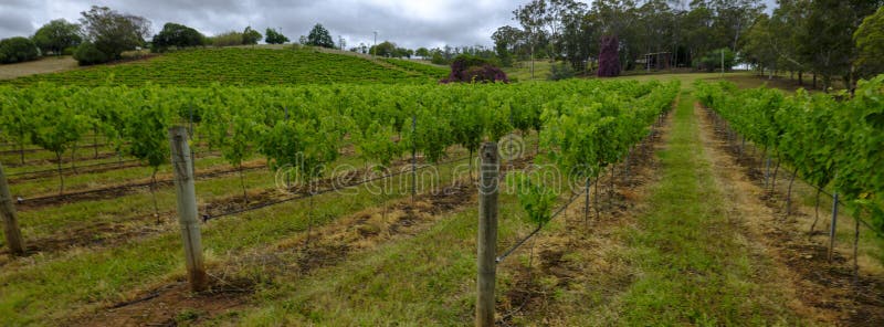 Views of Vineyards in the Mount View Area of the Hunter Valley, NSW ...