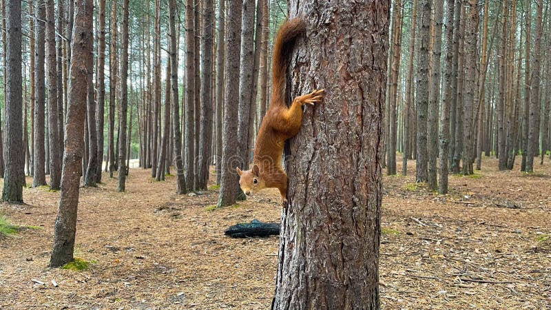 Alert Red Squirrel Climbing Down Pine Tree in Forest Clearing Stock Photo - Image of climbing ...