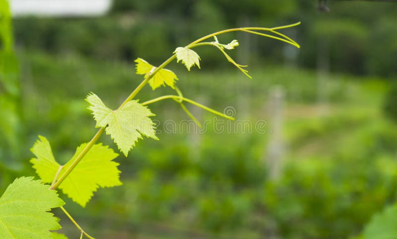 Vigna immagine stock. Immagine di cielo, rurale, colore - 100541835