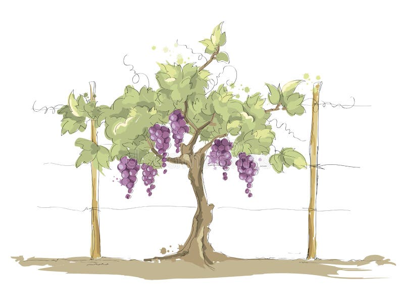 Vigneto illustrazione vettoriale. Illustrazione di bevanda - 103594383