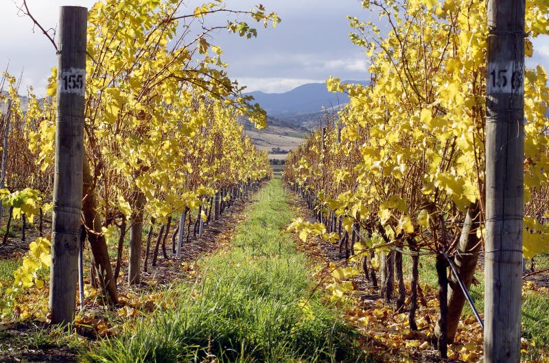 Vigna fotografia stock. Immagine di orticoltura, viti - 1041240