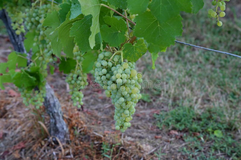 Vigna immagine stock. Immagine di frutta, filiale, vite - 124077125