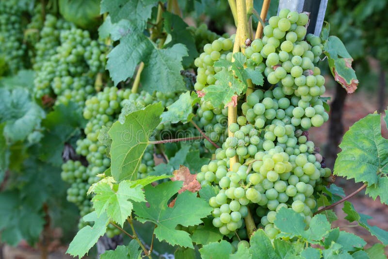 Vigna immagine stock. Immagine di frutta, filiale, vite - 124077125