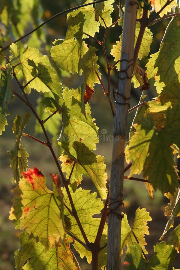 Vigna immagine stock. Immagine di raccolta, raccolto - 12996773