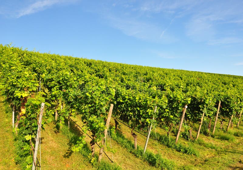 Vigna immagine stock. Immagine di germania, file, fila - 16014413