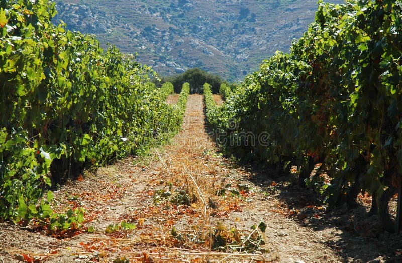 Vigna fotografia stock. Immagine di paesaggio, nave, nascosto - 18132418