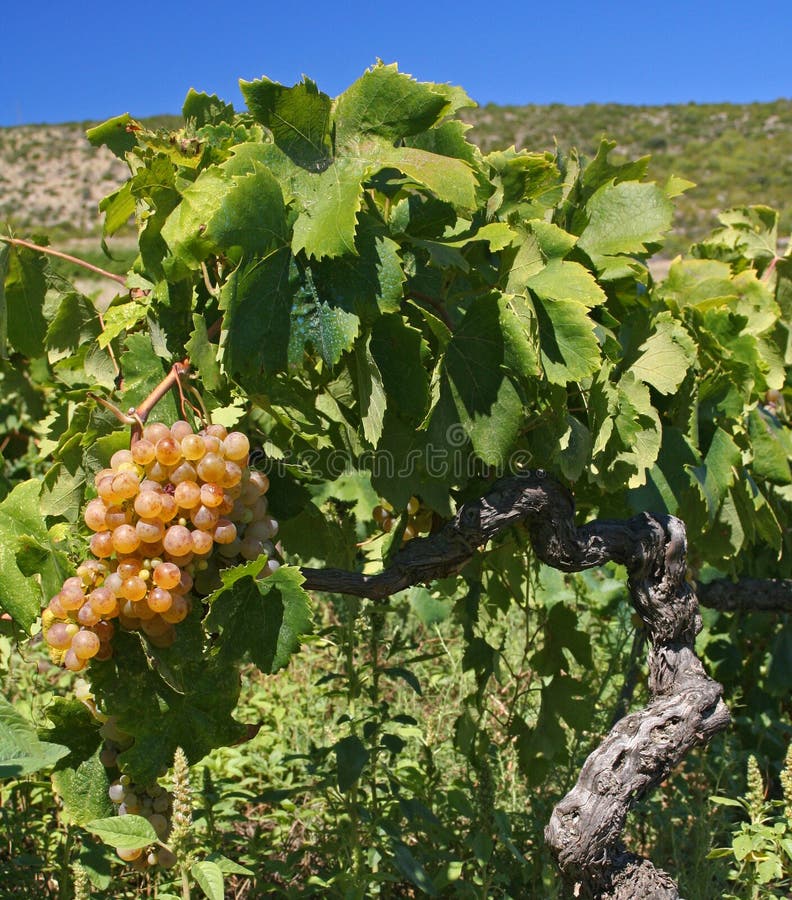 Vigneto immagine stock. Immagine di foglio, fogli, nave - 225053