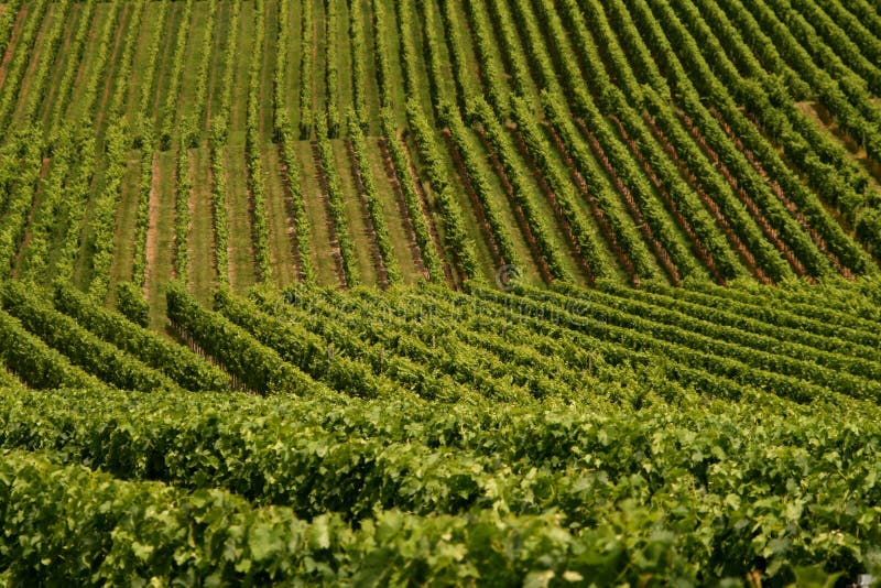 Vigna fotografia stock. Immagine di bevanda, verde, vite - 26016312