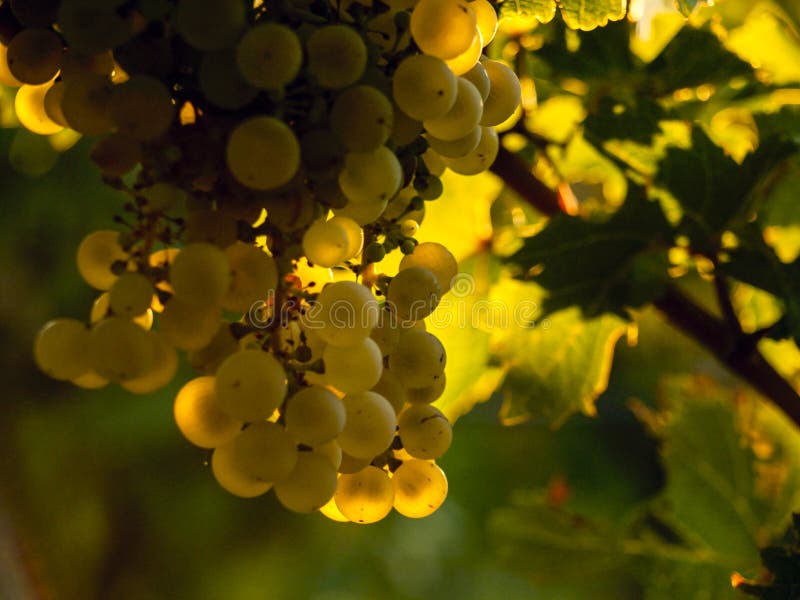 Vigna immagine stock. Immagine di gewurztraminer, bacca - 26791069