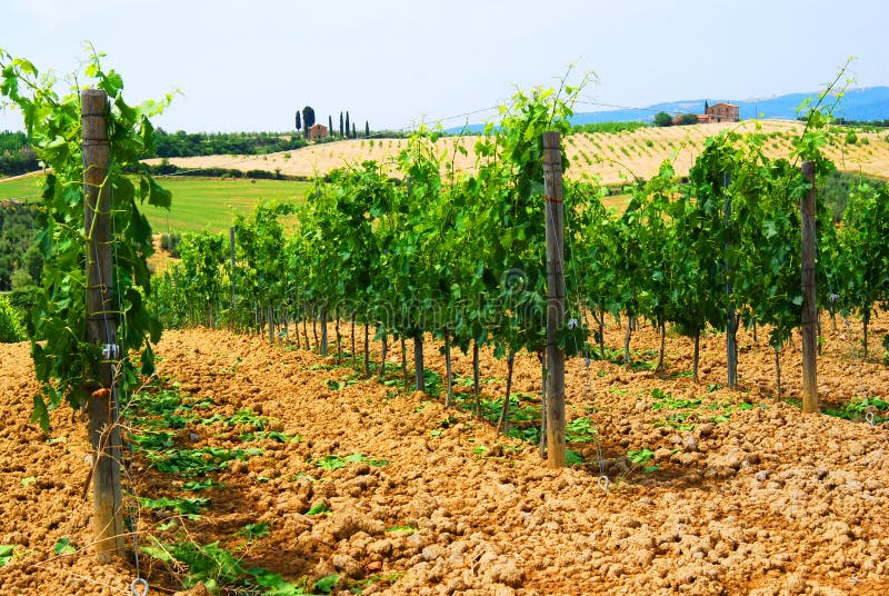 Vigna fotografia stock. Immagine di valle, italiano, toscano - 2743004