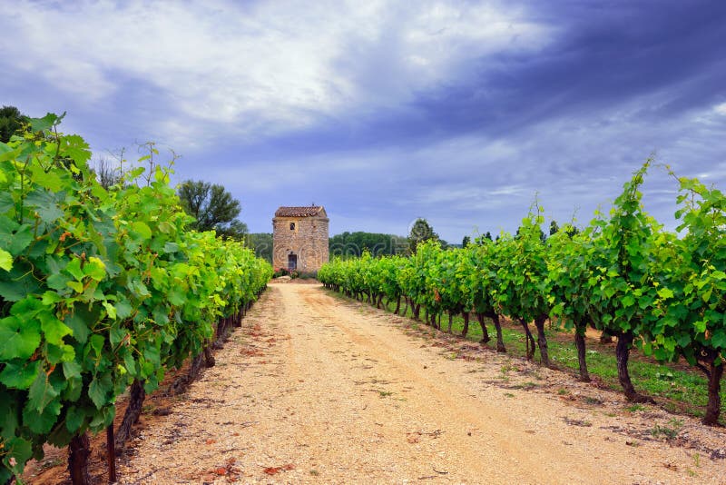 Vigna immagine stock. Immagine di rurale, aumentare, picturesque - 50943881