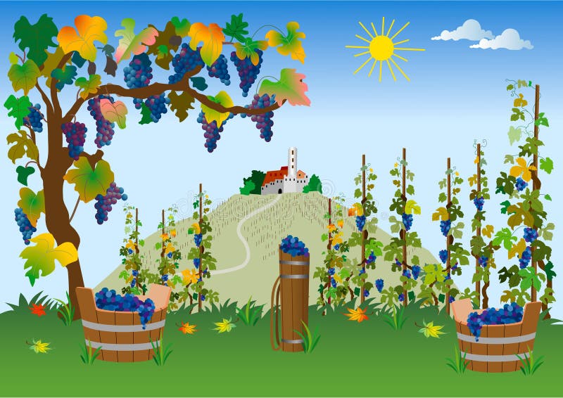 Vigna Illustrazioni, Vettoriali E Clipart Stock – (25,099 Illustrazioni ...