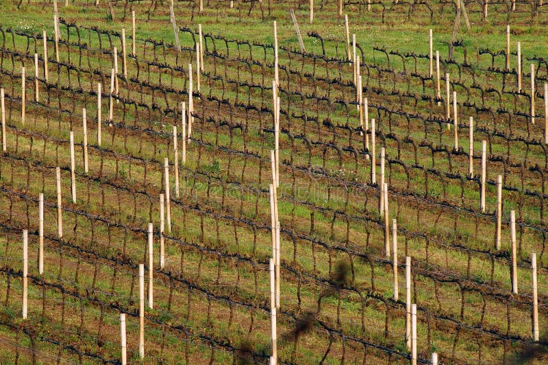 Vigneto immagine stock. Immagine di mattina, podere, italia - 8830363