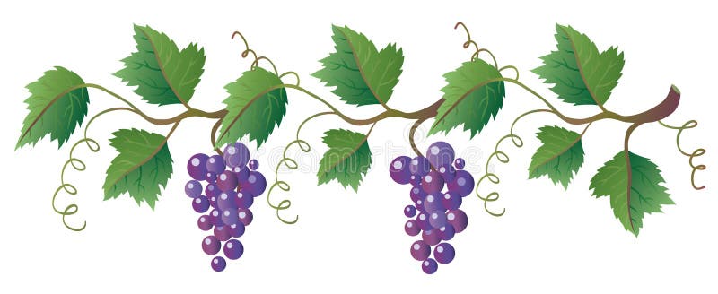 Vigna illustrazione vettoriale. Illustrazione di viola - 9147970