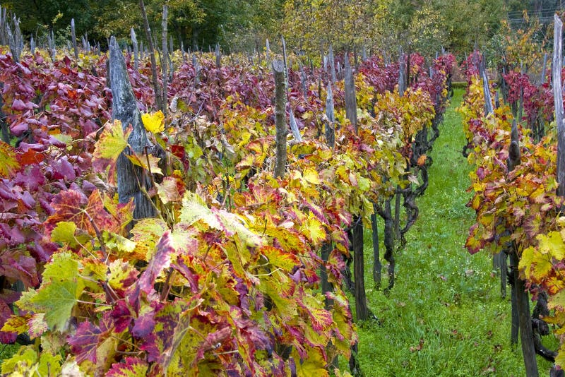Vigna fotografia stock. Immagine di naughty, coltura, vino - 9538476