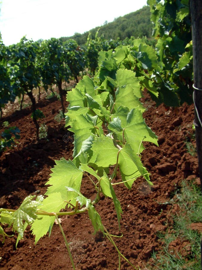 Vigna immagine stock. Immagine di pranzo, fogli, giorno - 954871